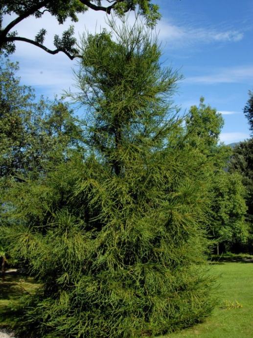 Kriptomerija / Japanski cedar (cryptomeria japonica) - sadnica