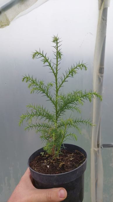 Kriptomerija / Japanski cedar (cryptomeria japonica) - sadnica