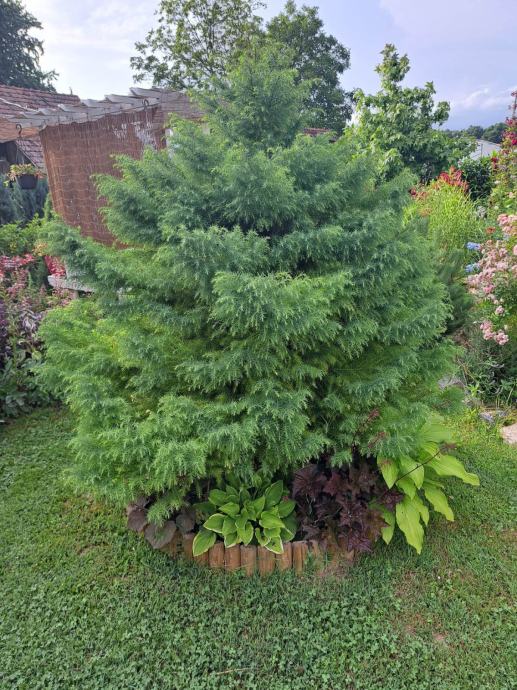 Kriptomerija / Japanski cedar (cryptomeria japonica) - sadnica