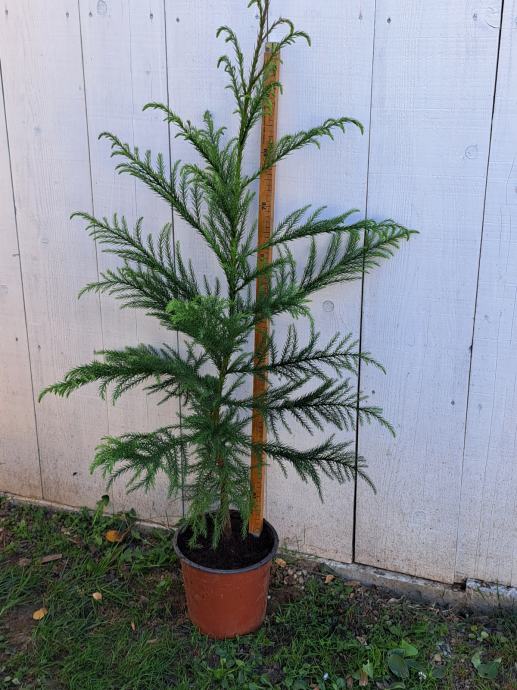 Kriptomerija / Japanski cedar (cryptomeria japonica) - sadnica