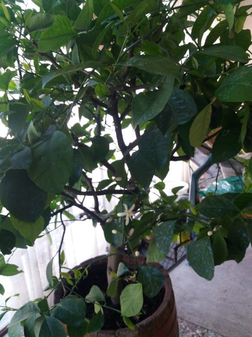 LIMUN STABLO PRODEJEM