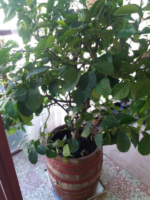 LIMUN STABLO PRODEJEM