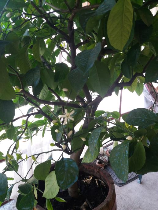 LIMUN STABLO PRODEJEM