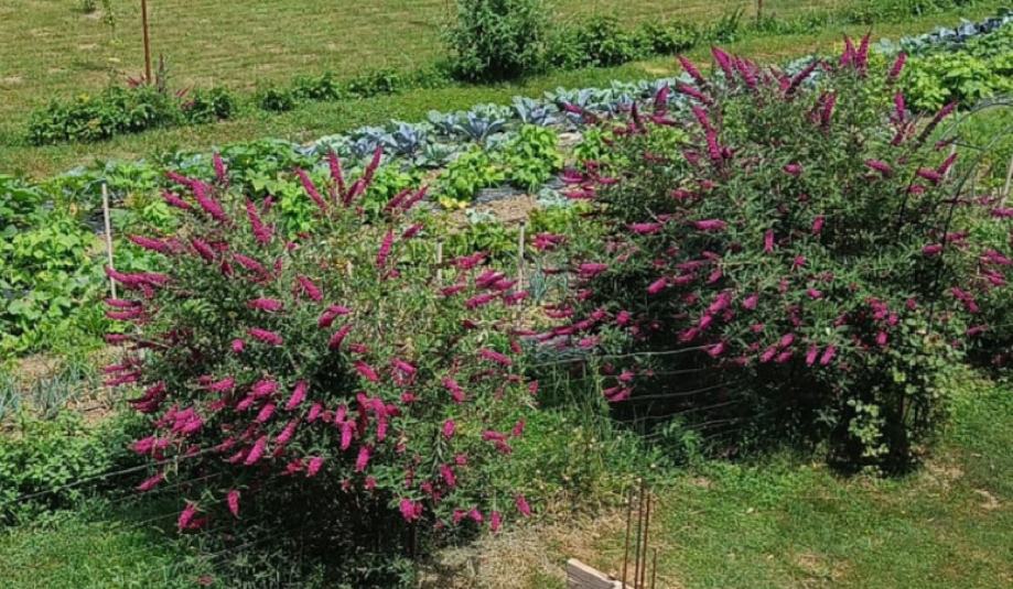 Ljetni jorgovan - Buddleja davidii