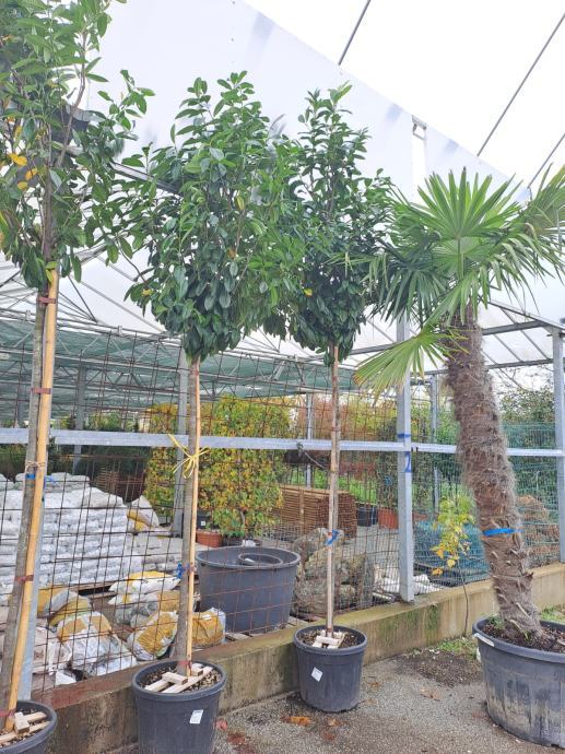 Lovor Višnja Širokolisna Stablo 2m Stablasica Prunus Lovorvisnja dosta