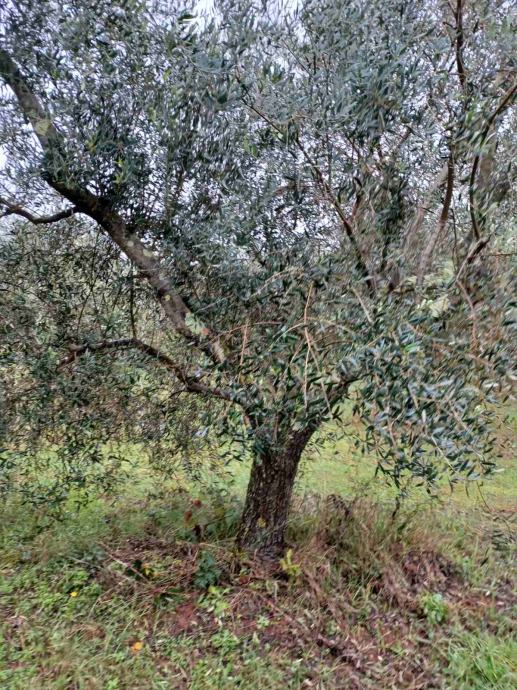 Maslina / Masline stabla