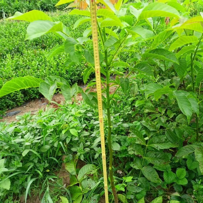 Orah domaći sadnice