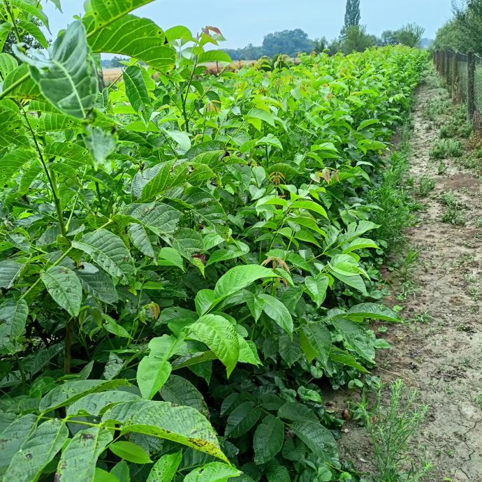 Orah domaći sadnice