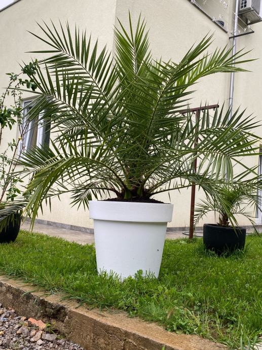 Palma phoenix canariensis