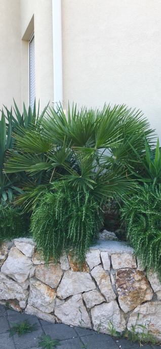 Palme - sadnice 30-50cm