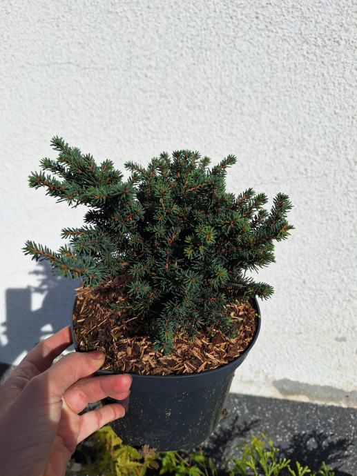 Patuljasta pančićeva omorika Karel (picea omorica) - sadnica