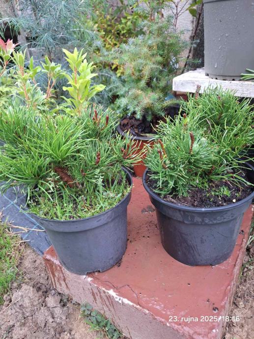 Patuljasti planinski bor (Pinus mugo)
