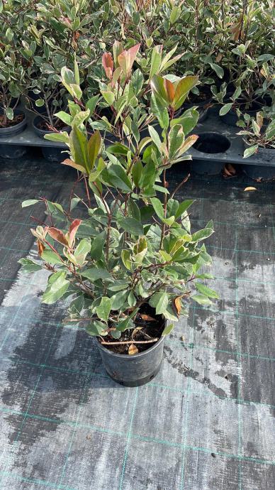 FOTINIJA Photinia sadnice crvene živice, FOTINIA PHOTINIA