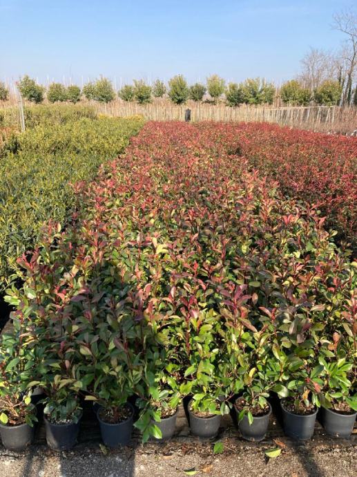 FOTINIJA Photinia sadnice crvene živice, FOTINIA PHOTINIA