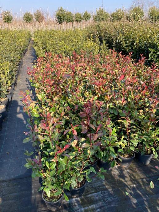 FOTINIJA Photinia sadnice crvene živice, FOTINIA PHOTINIA