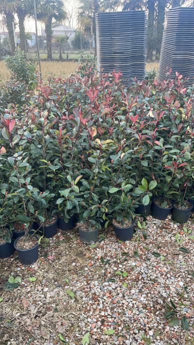 FOTINIJA Photinia sadnice crvene živice, FOTINIA PHOTINIA