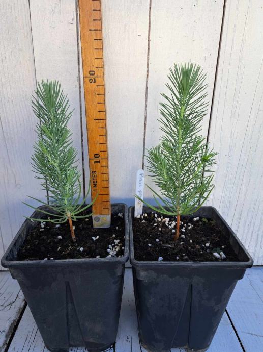 Pinija / Pinjol (pinus pinea) - sadnica