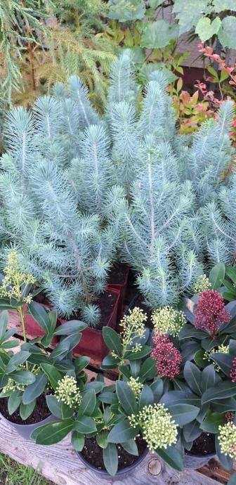 Pinija / Pinjol (pinus pinea) - sadnica