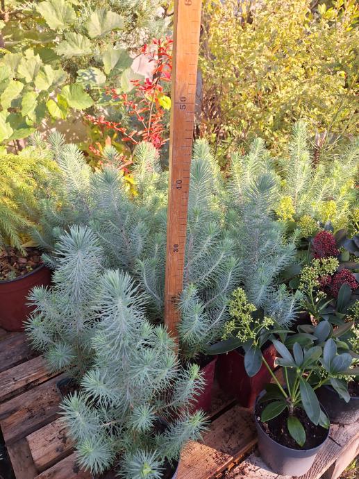 Pinija / Pinjol (pinus pinea) - sadnica