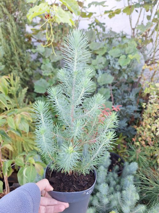 Pinija / Pinjol (pinus pinea) - sadnica
