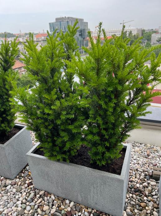 Prodaja tisa u lončanicama