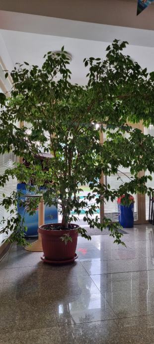 Prodajem drvo fikus Benjamin