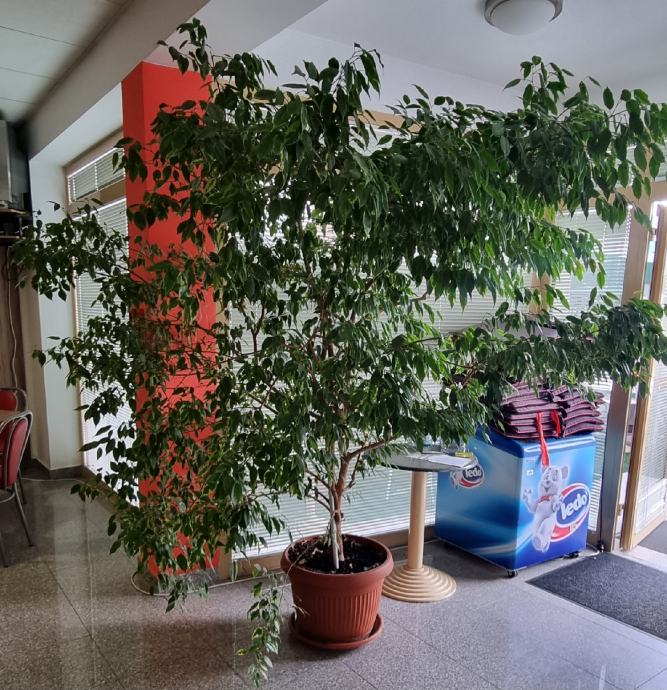 Prodajem drvo fikus Benjamin