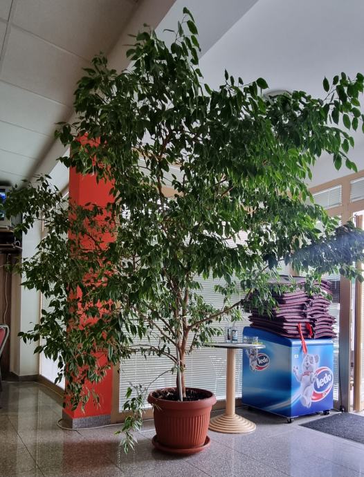 Prodajem drvo fikus Benjamin