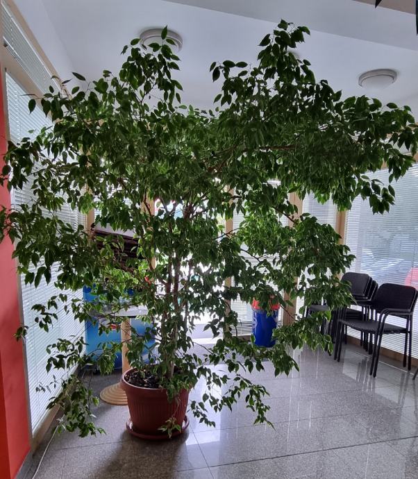 Prodajem drvo fikus Benjamin