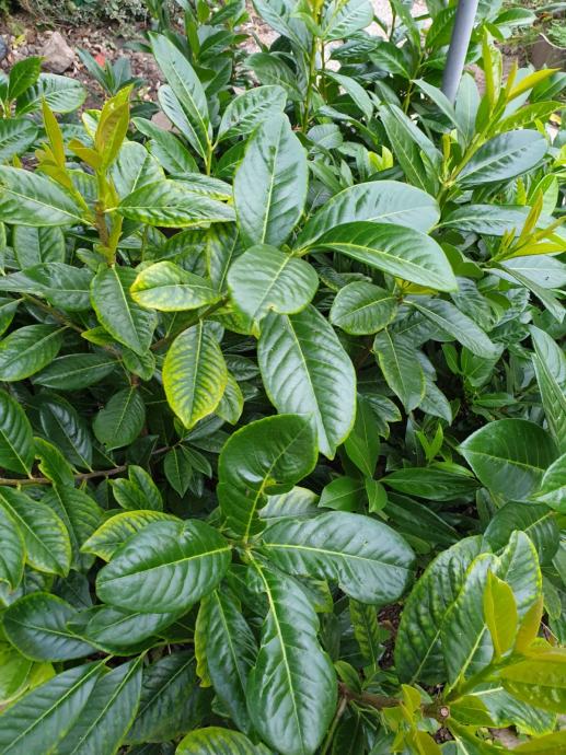 Razno ukrasno grmlje