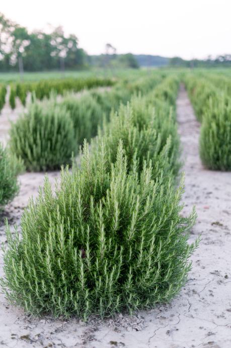 Rosmarinus officinalis ružmarin 70 cm