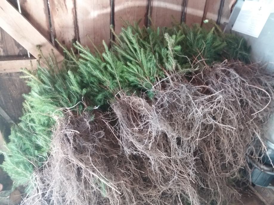 SADNICE BAGREMA/AGACIJE, TOPOLE, JOHE I SMREKE (obićna i srebrna)
