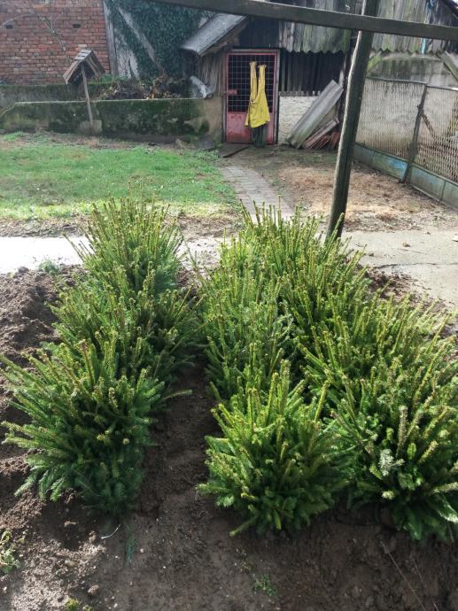 SADNICE BAGREMA/AGACIJE, TOPOLE, JOHE I SMREKE (obićna i srebrna)
