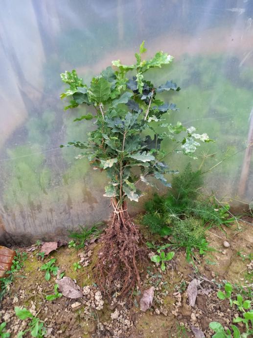 Sadnice hrasta lužnjaka (Quercus robur)