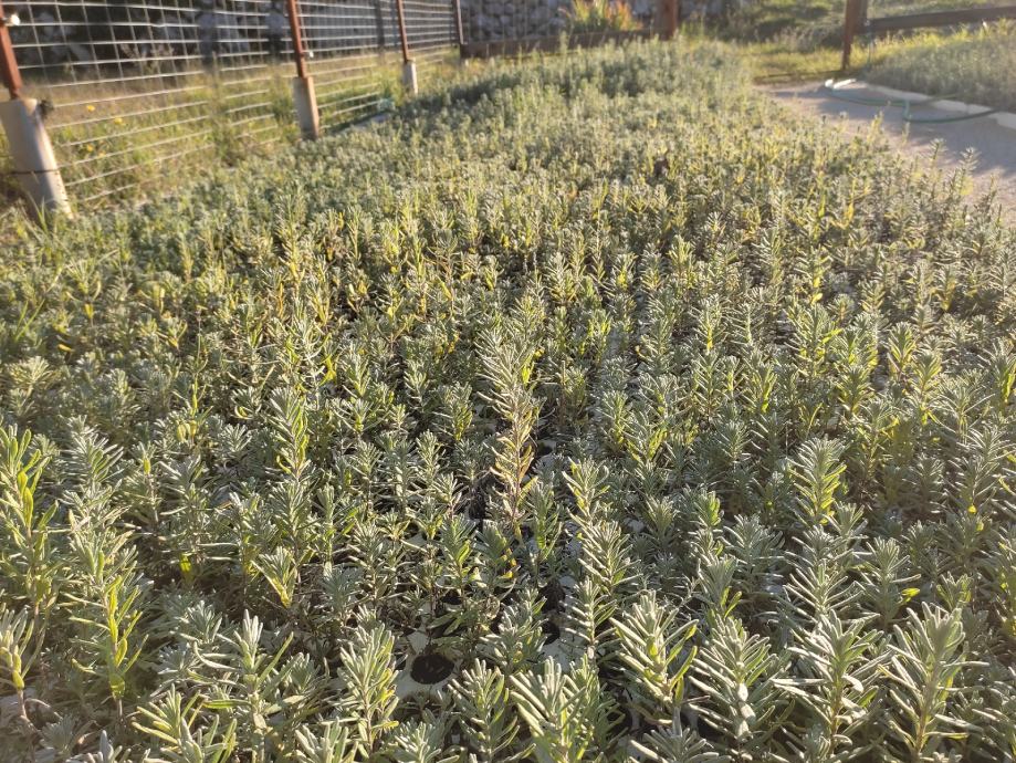 Sadnice lavande (angustifolia)