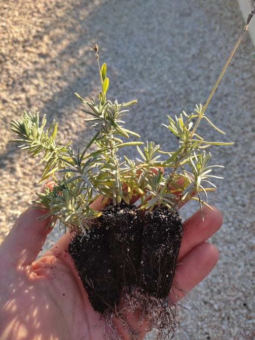 Sadnice lavande (angustifolia)