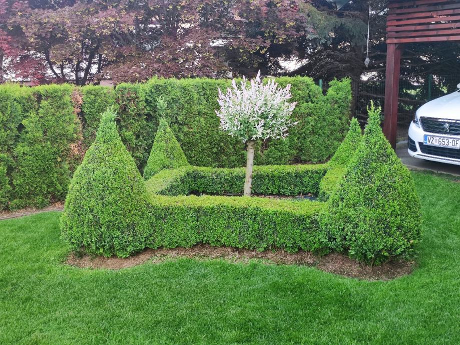 Salix integra,ukrasna vrba