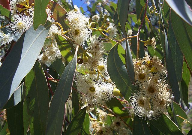 Sjajni eukaliptus/Peppermint eukaliptus (eucalyptus nitida) - sadnica