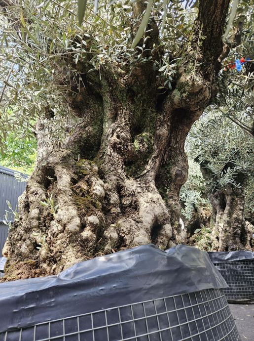 Stabla masline stara 300 godina, rijetkost na tržištu!