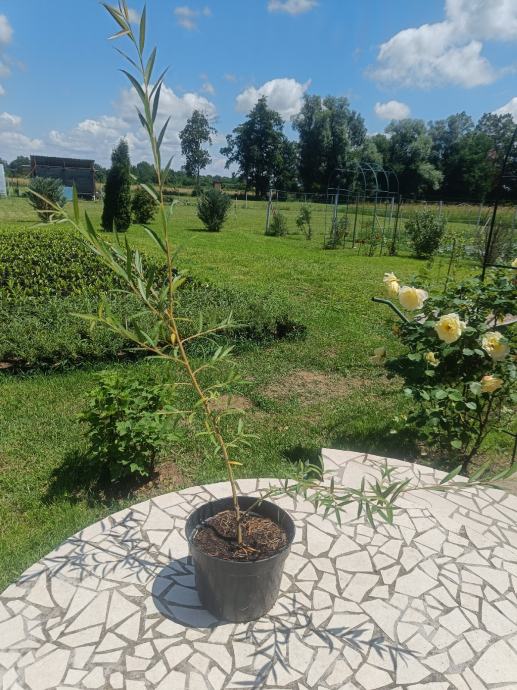 Žalosna vrba sadnice