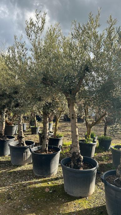 UKRASNE SADNICE, ukrasno bilje, sadni materijal, živa ograda