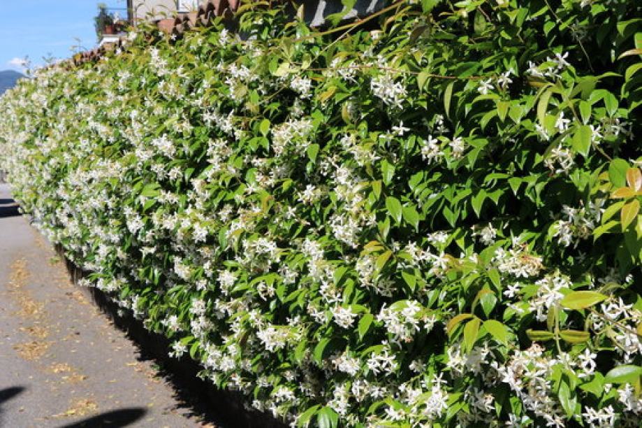 UKRASNE SADNICE, ukrasno bilje, sadni materijal, živa ograda