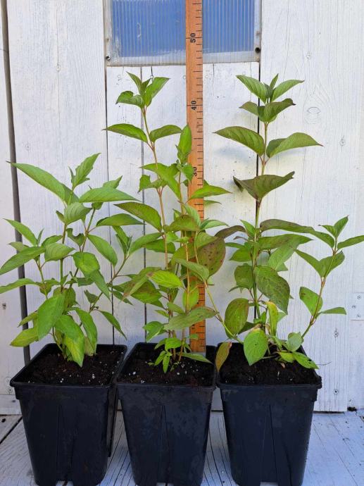 Ukrasni drijen-Cornus alba sibirica sadnica