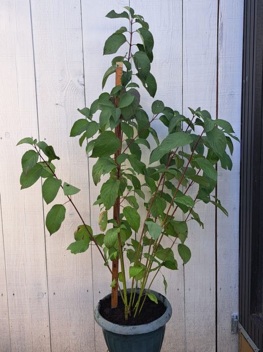 Ukrasni drijen-Cornus alba sibirica sadnica