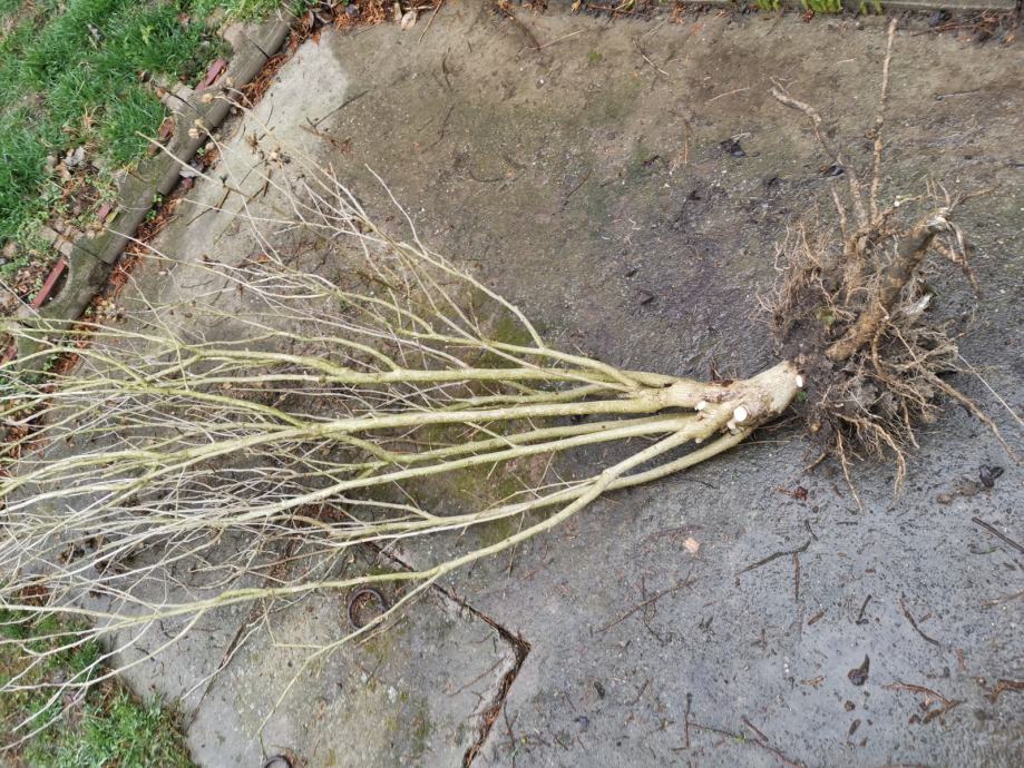 vrtni hibiskus -stablo