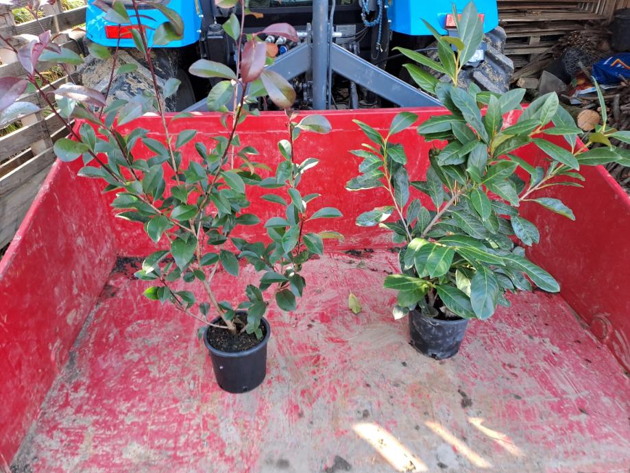 ŽIVA OGRADA Fotinija i Lovorvišnja