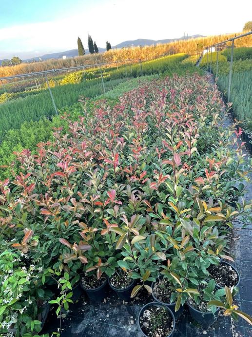 živa ograda Fotinija Red Ribin crvena živica Photina red robin 1.5m