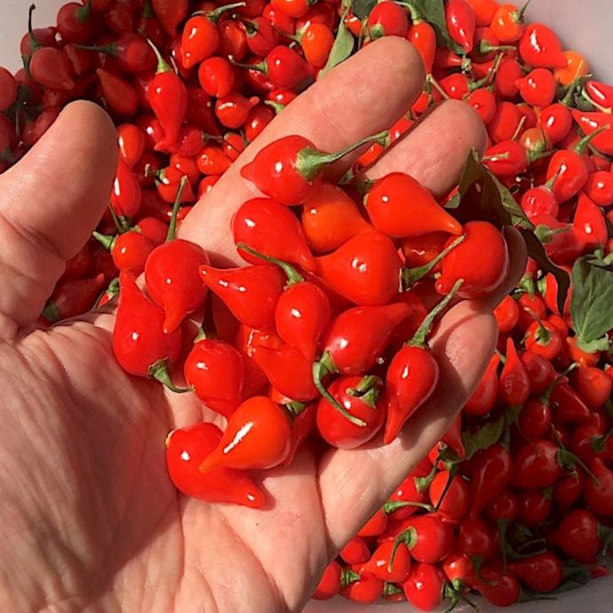 Chili / Chupetinho / Sjeme