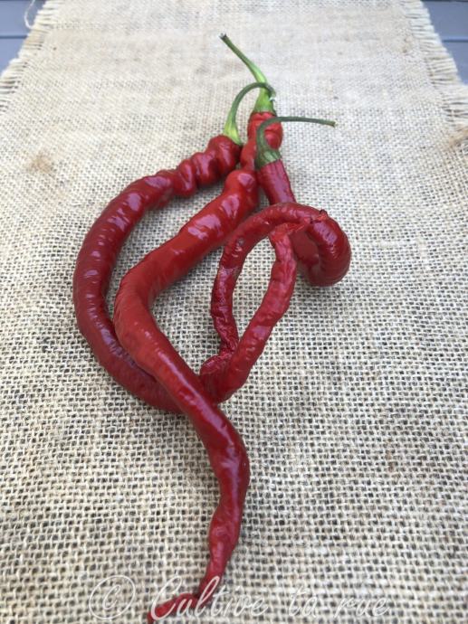 CHILI / PYTHON / SJEME