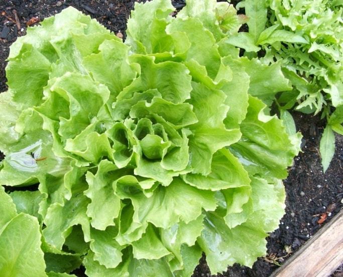 Endivija / Dalmatinska Kopica / Sjeme